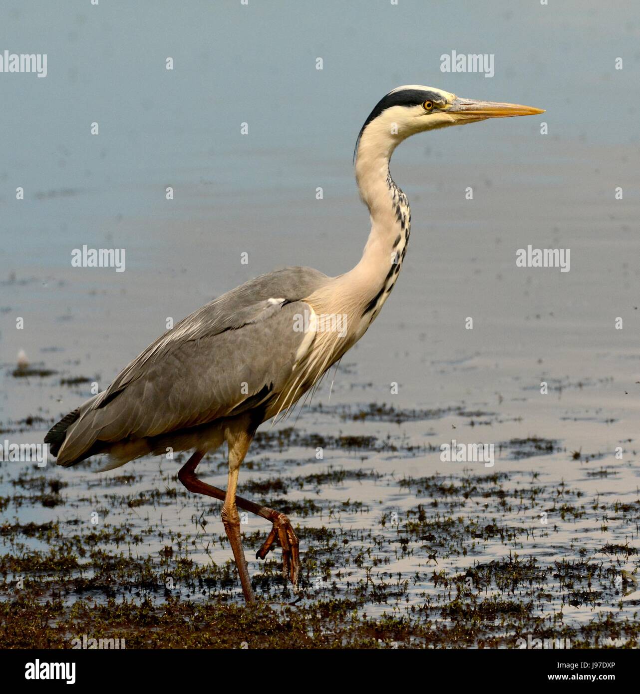 Bennu bird hi-res stock photography and images - Alamy