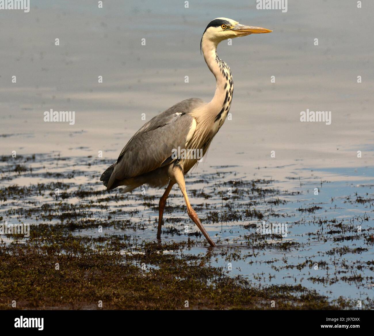 Bennu bird hi-res stock photography and images - Alamy