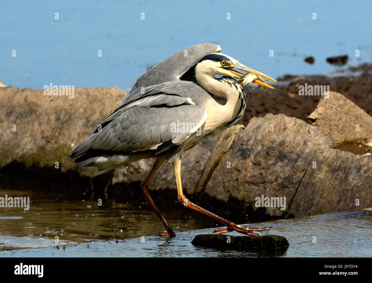 Bennu bird hi-res stock photography and images - Alamy