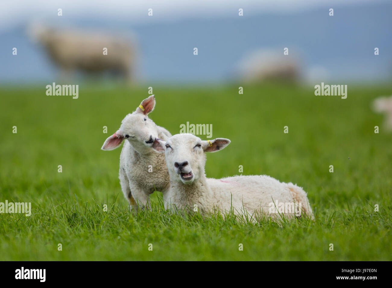 Ewes and lambs grazing on rougher pastures on the South Downs, Midhurst ...