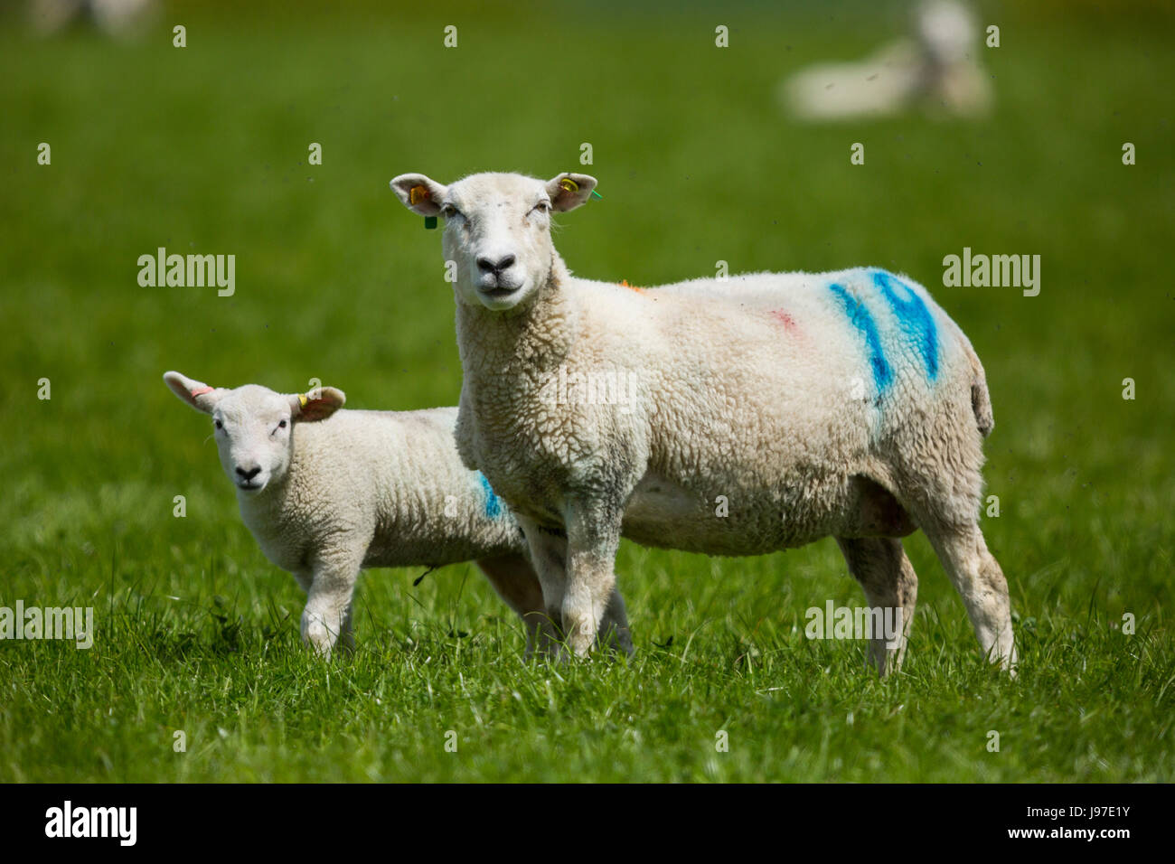 Ewes and lambs grazing on rougher pastures on the South Downs, Midhurst ...
