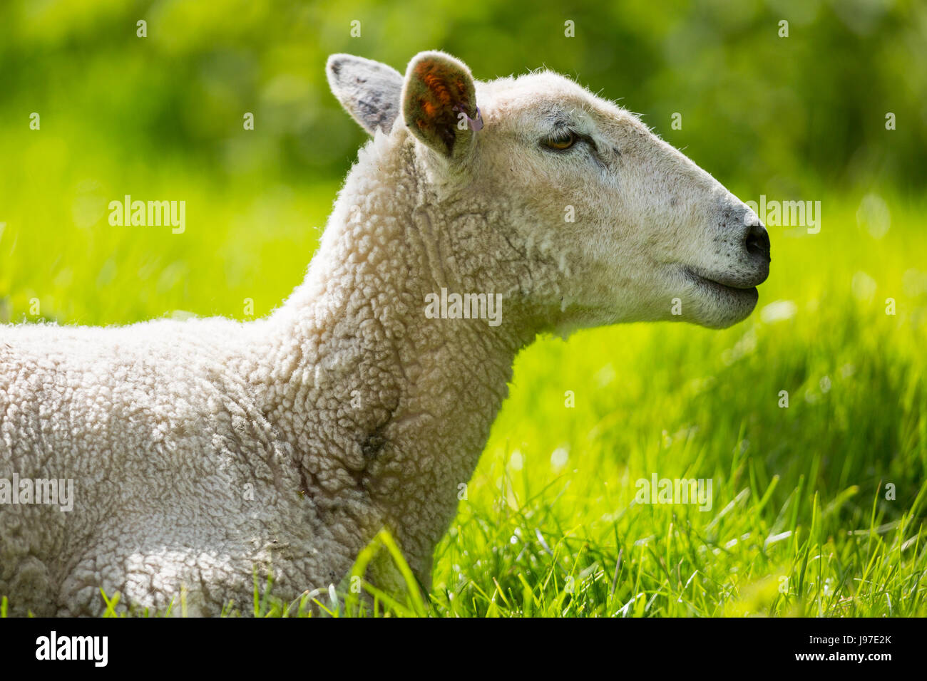 Ewes and lambs grazing on rougher pastures on the South Downs, Midhurst ...