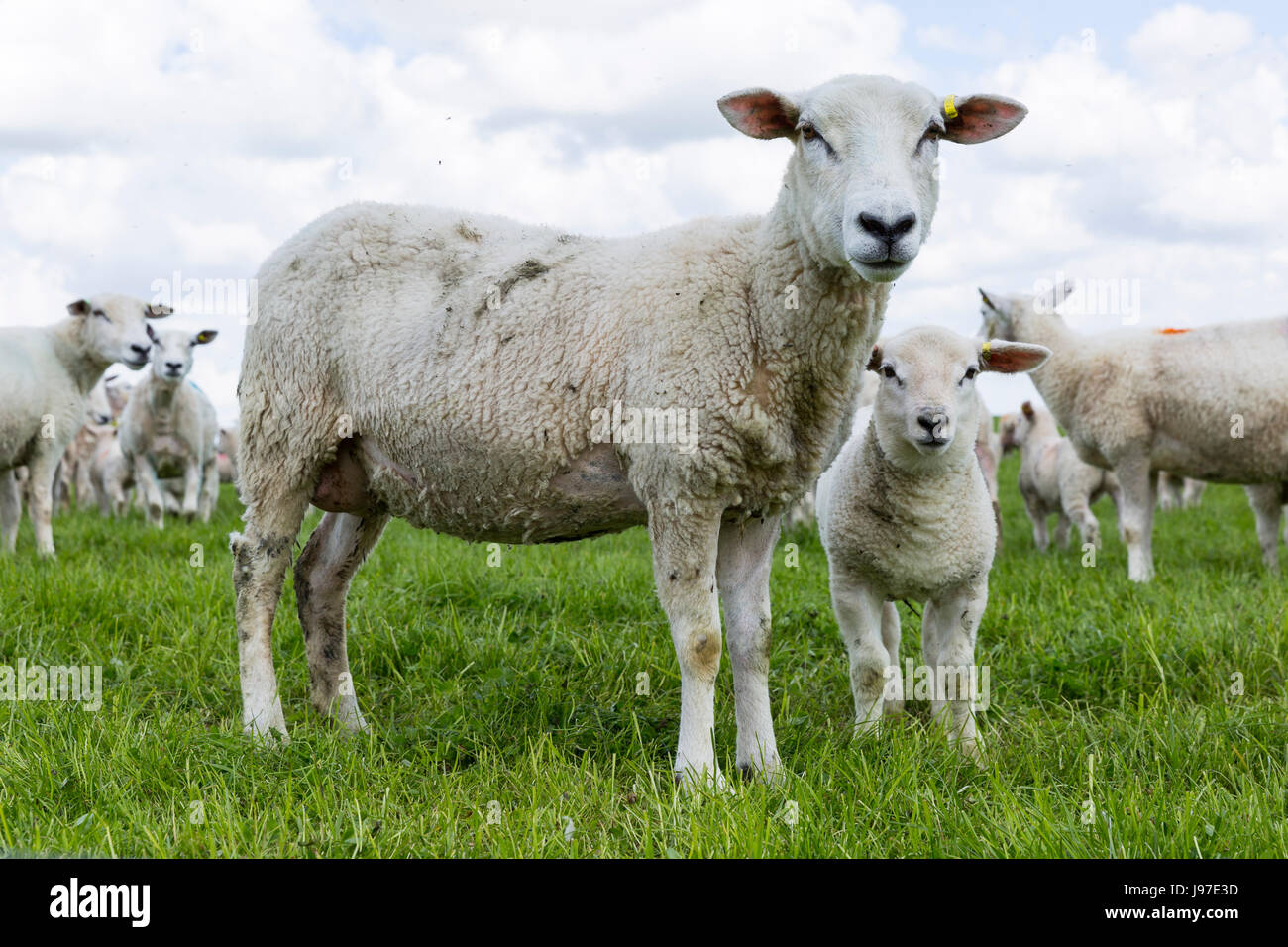 Ewes and lambs grazing on rougher pastures on the South Downs, Midhurst ...