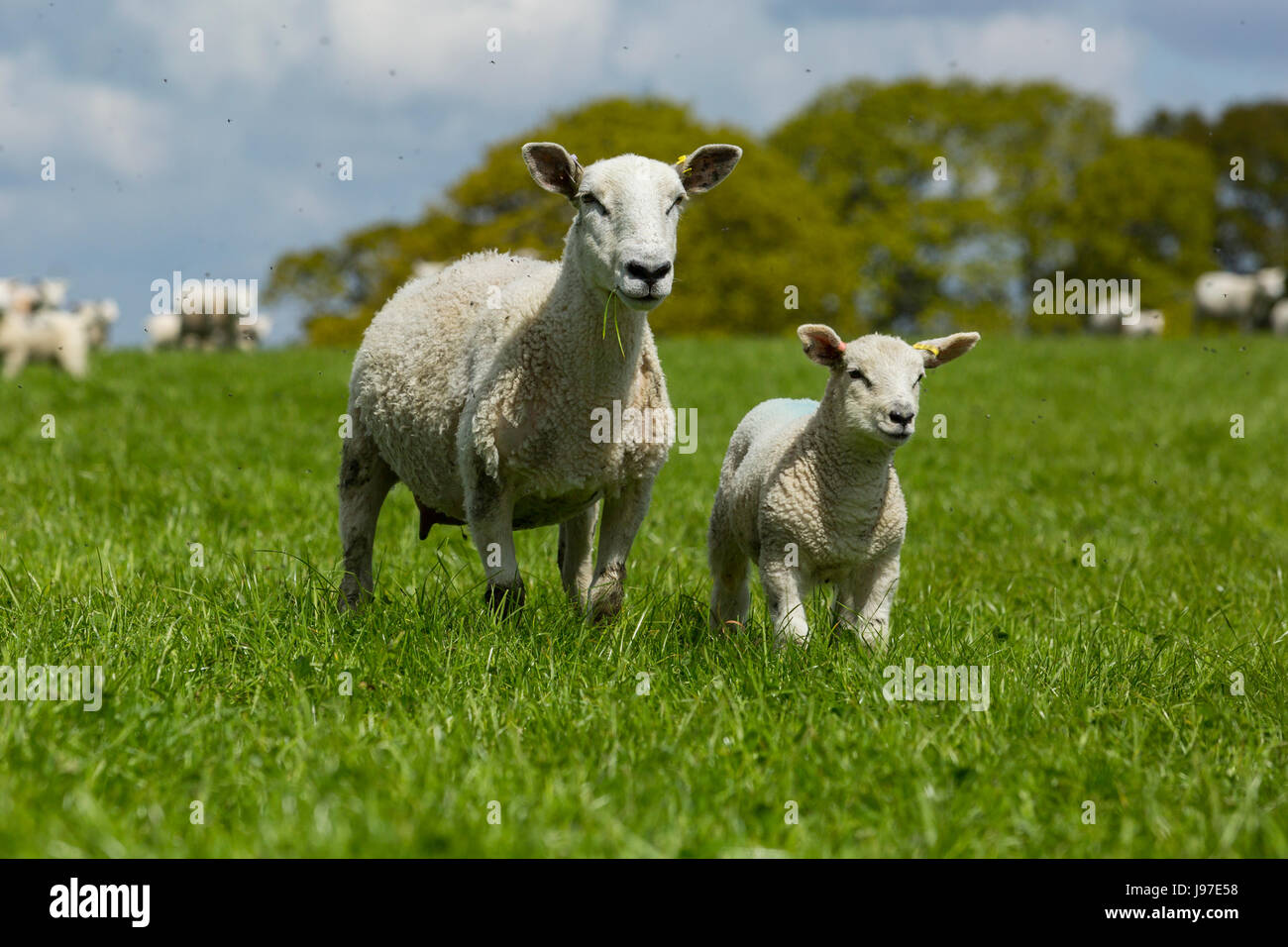 Ewes and lambs grazing on rougher pastures on the South Downs, Midhurst ...