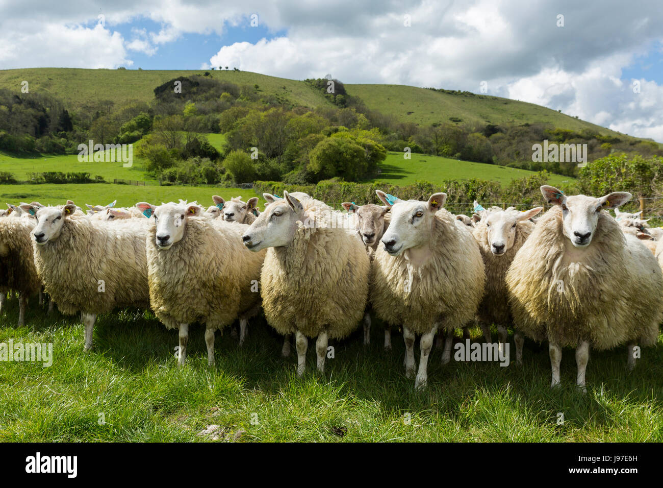 Ewes and lambs grazing on rougher pastures on the South Downs, Midhurst ...