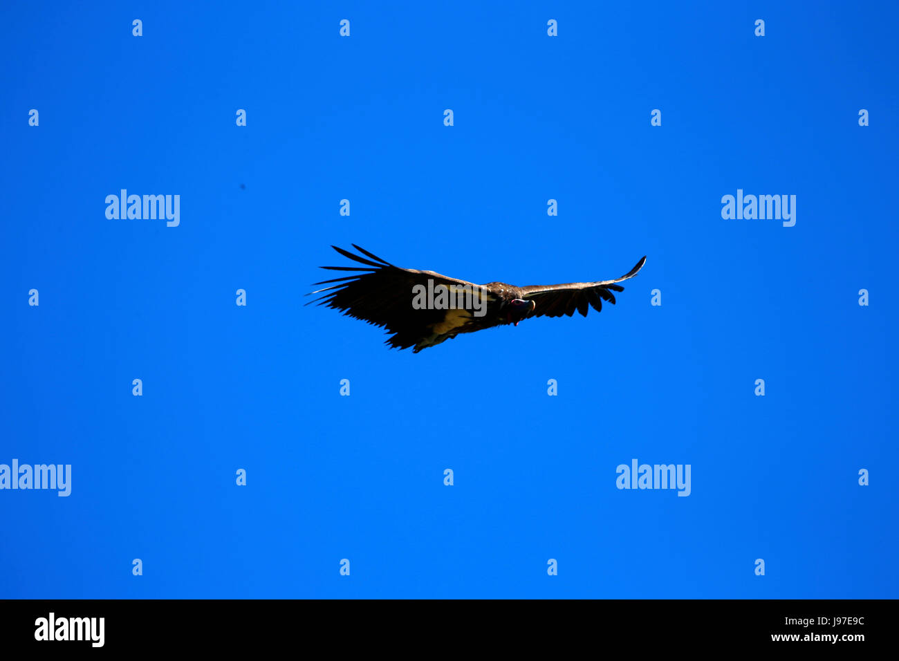 Lappet-faced vulture flying overhead Stock Photo - Alamy