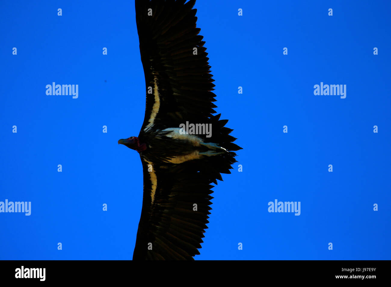 Lappet-faced vulture flying overhead Stock Photo - Alamy