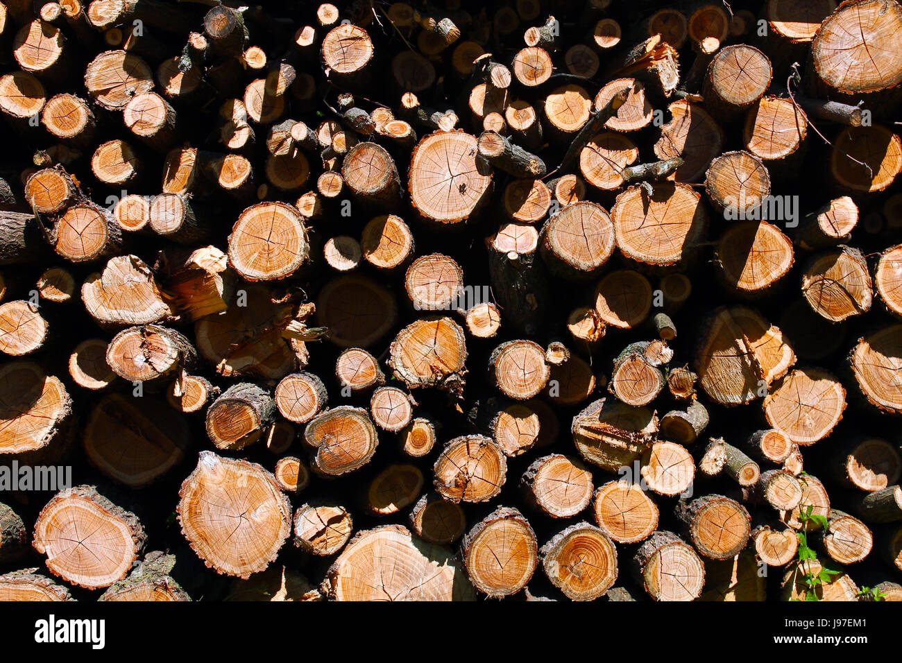 Stumps in a group Stock Photo - Alamy