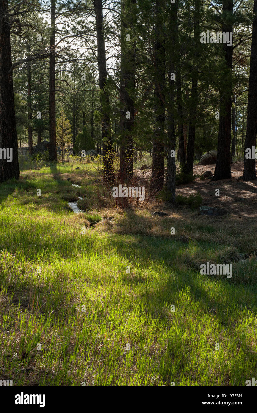 Singletree Creek flows through Singletree Campground on a lovely spring ...