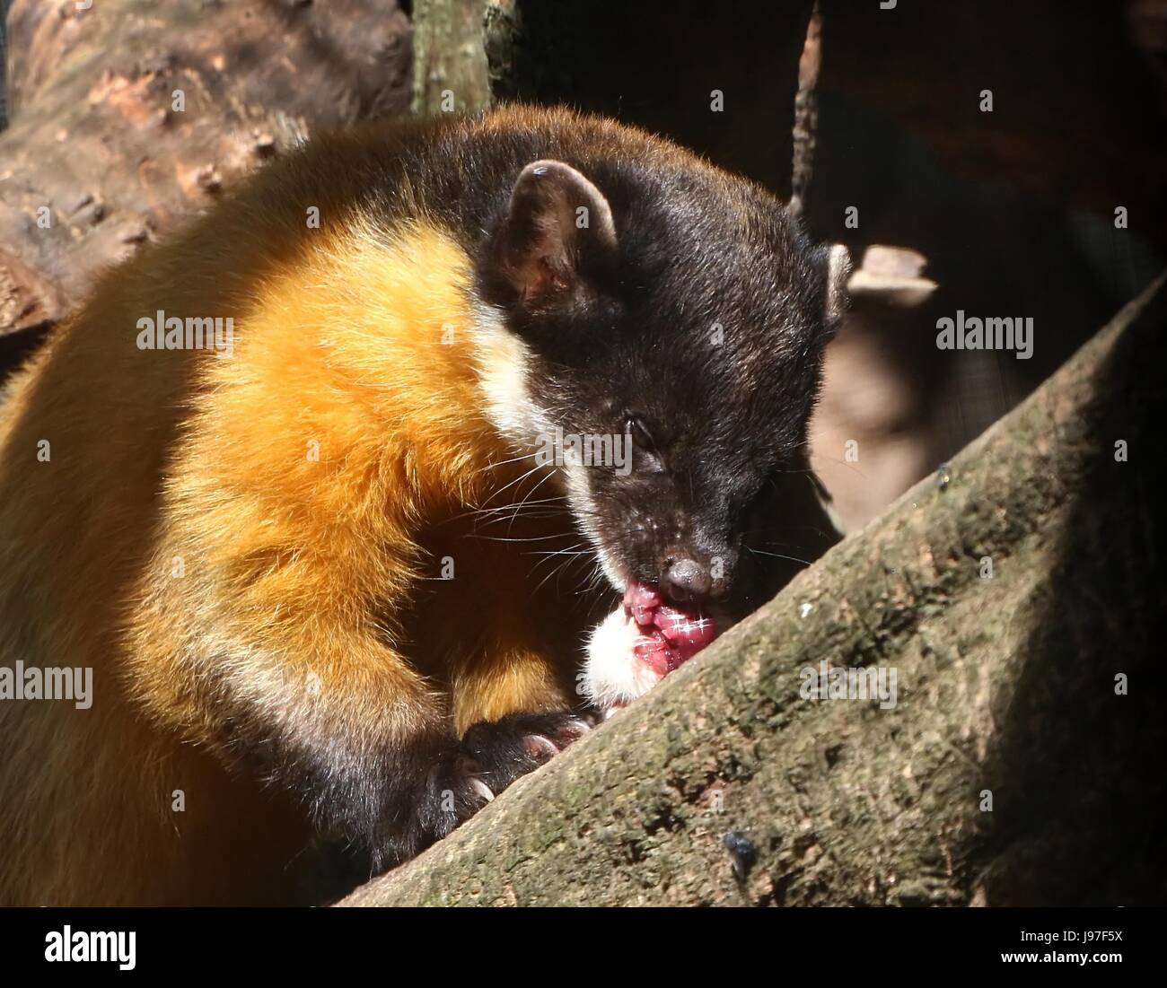 Marten bite High Resolution Stock Photography and Images - Alamy