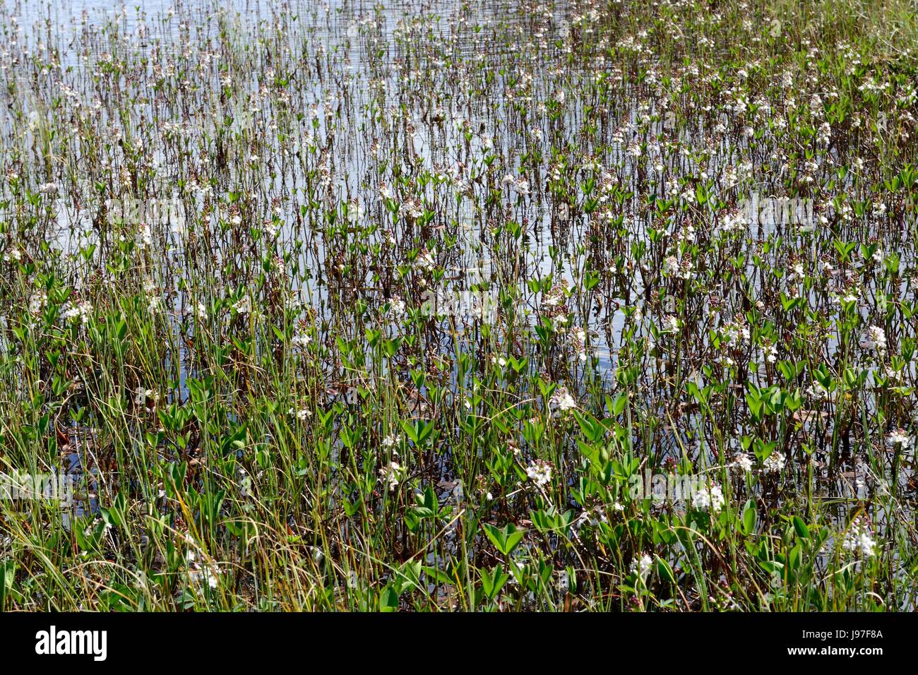Bog Bean beans bogbean Menylanthes triolata growing on the edge of a ...