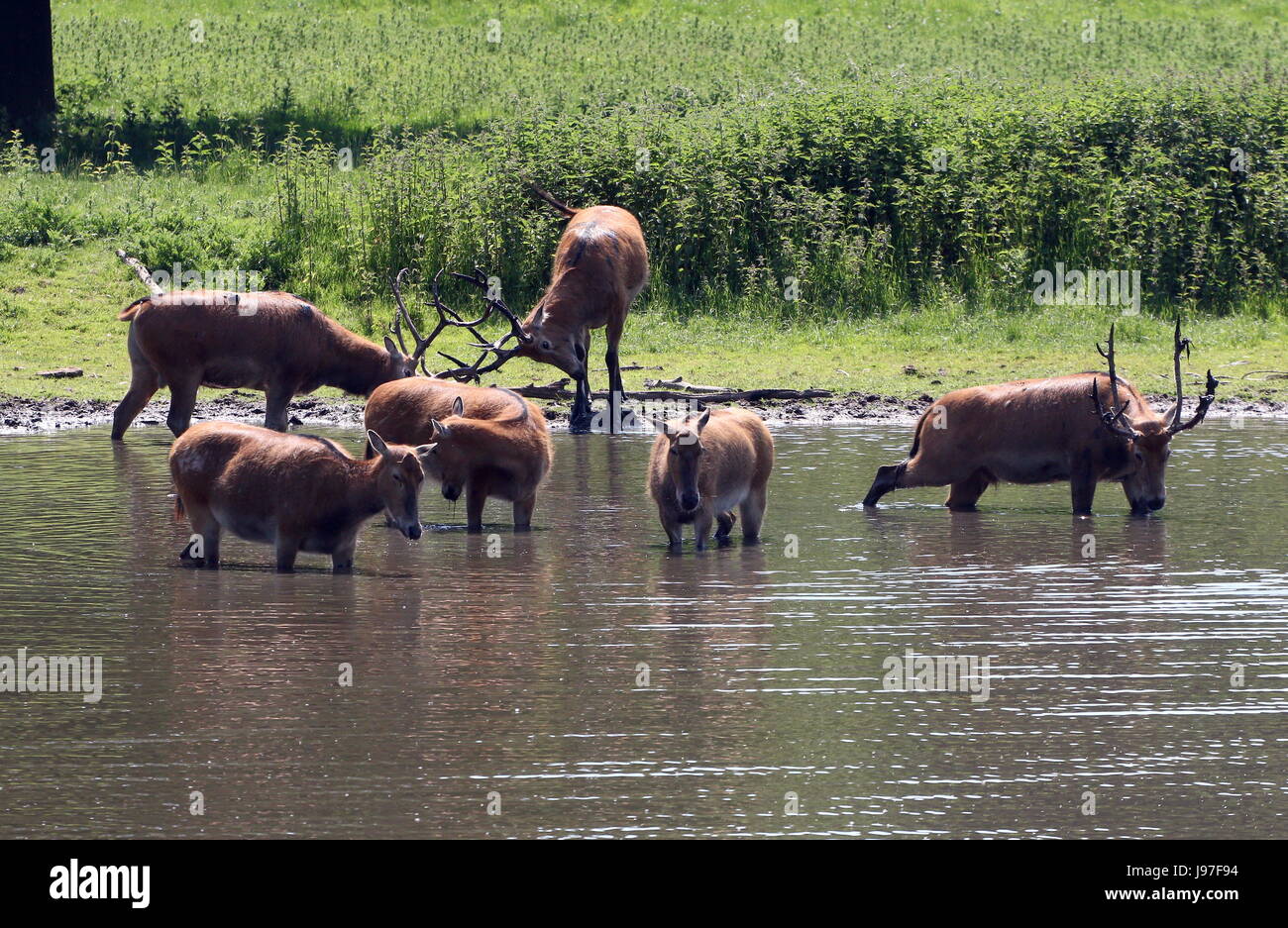 Herd of Chinese Père David's deer (Elaphurus davidianus), including ...