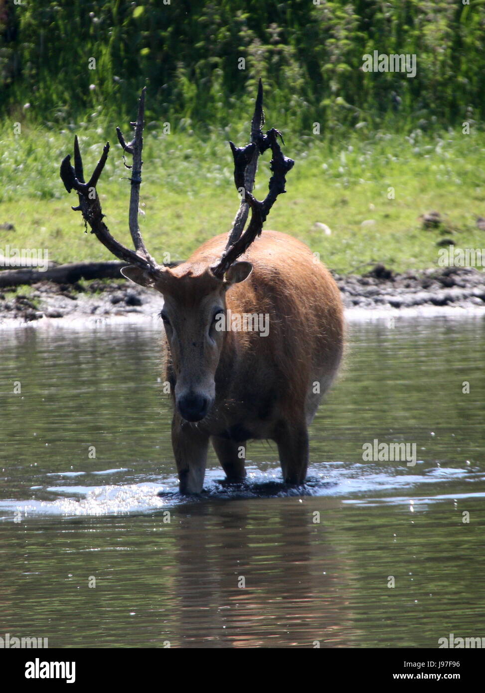 Male David's deer (Elaphurus davidianus) during rutting season, raking ...