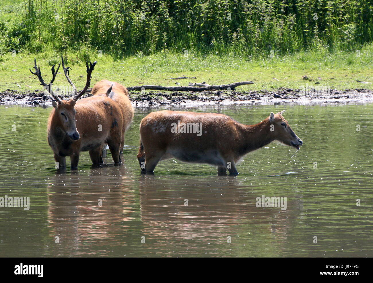 Père David's deer stag (Elaphurus davidianus) in the water during ...