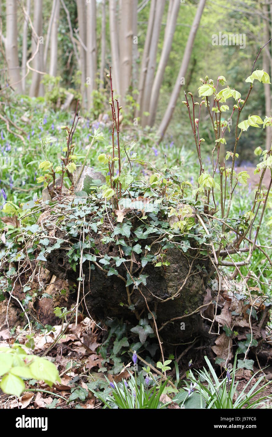 Coppicing hazel trees hi-res stock photography and images - Alamy