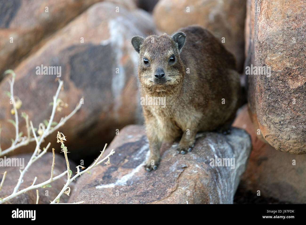 Dassie rat, Quiver tree forest, Keetmanshoop, Namibia Stock Photo - Alamy