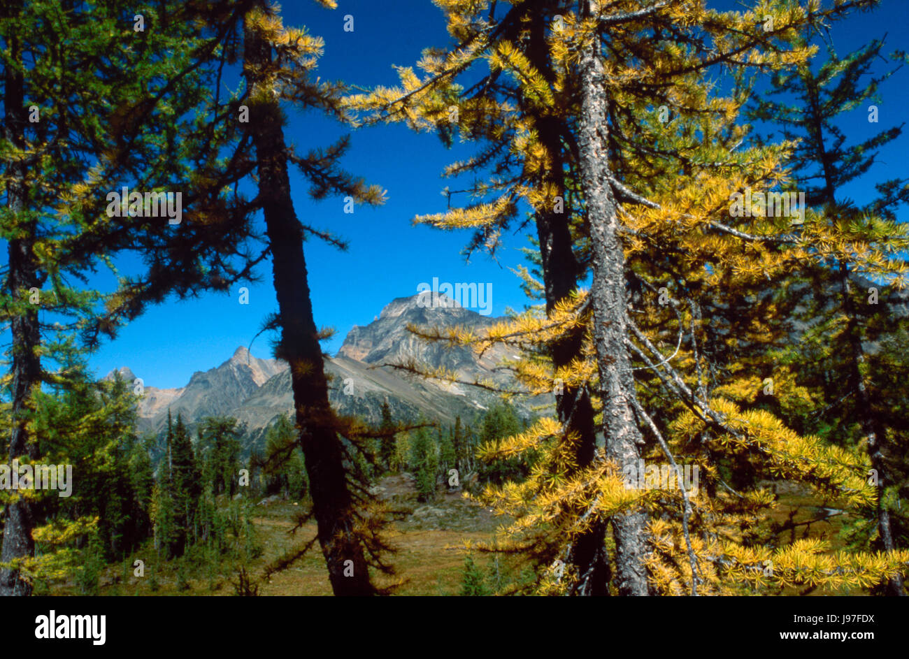 Bugaboo mountains hi-res stock photography and images - Alamy