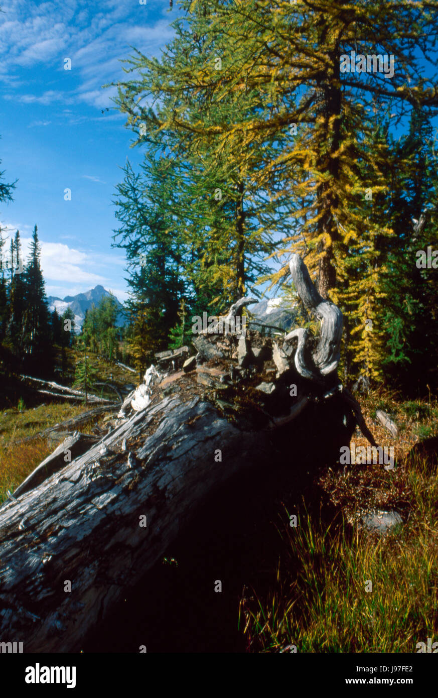 Larch trees, Bugaboo Range, Purcell Mountains, British Columbia, Canada ...