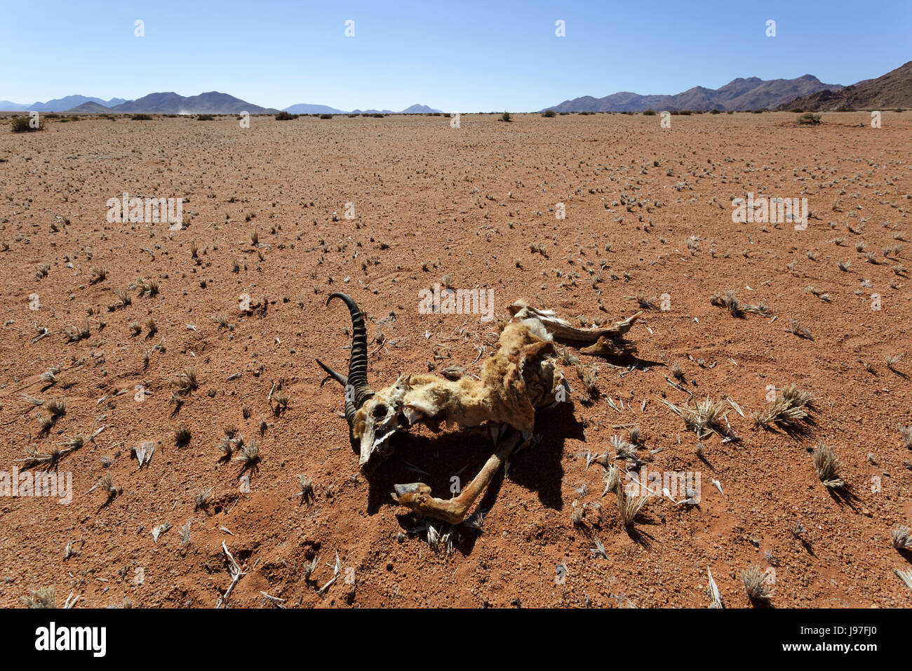 Dead Gazelle in a dry landscape, NAmibia Stock Photo - Alamy