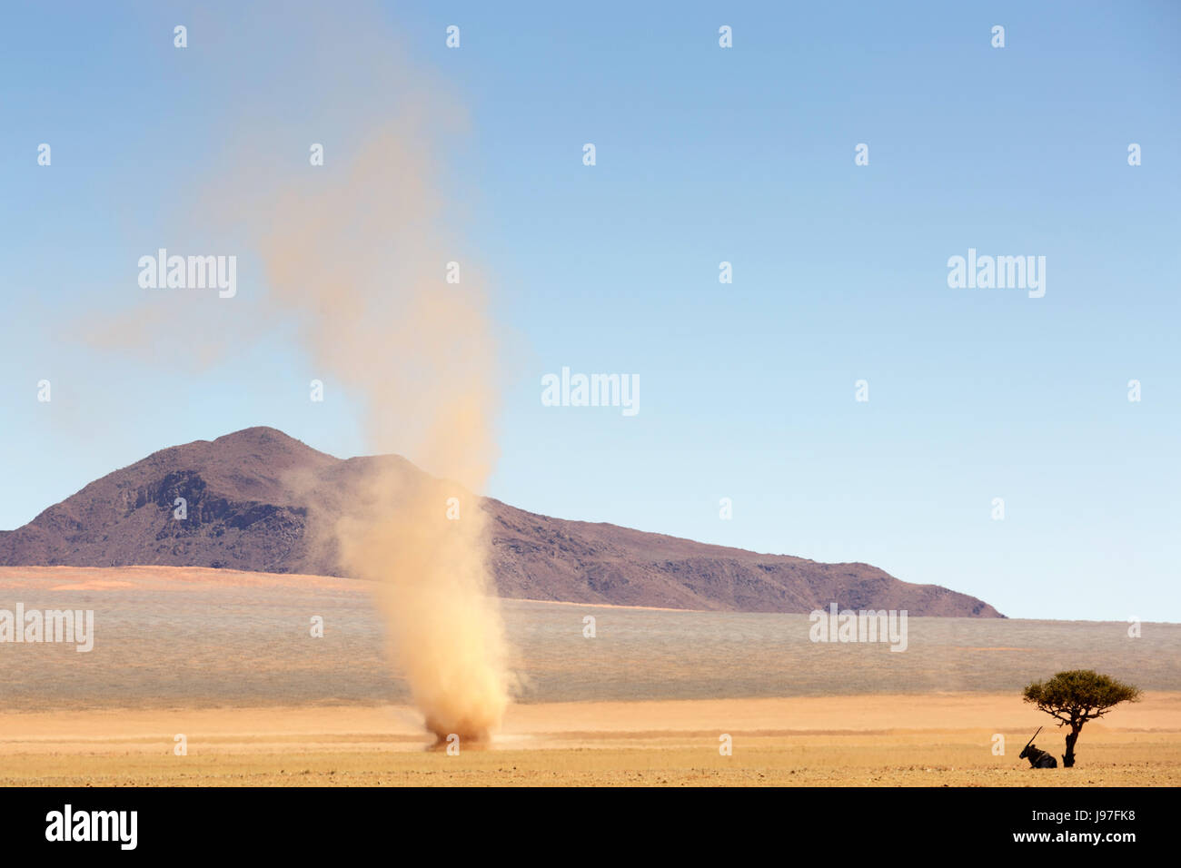Oryx gazella sitting under only tree in the desert an looking at a sand ...