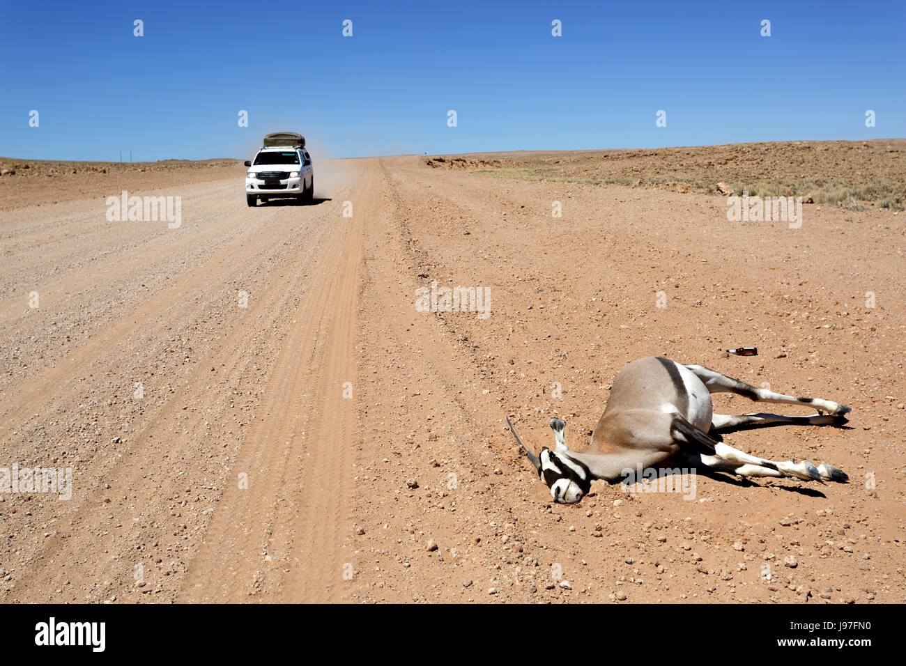 Desert dead animals hi-res stock photography and images - Alamy