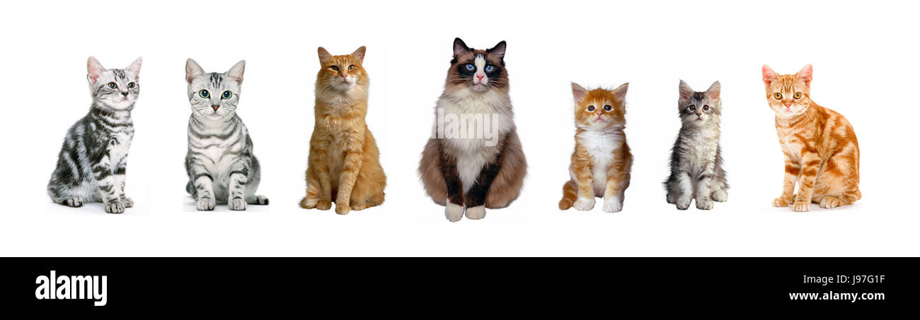 A group of 7 cats of different breeds sitting in a raw, isolated ...