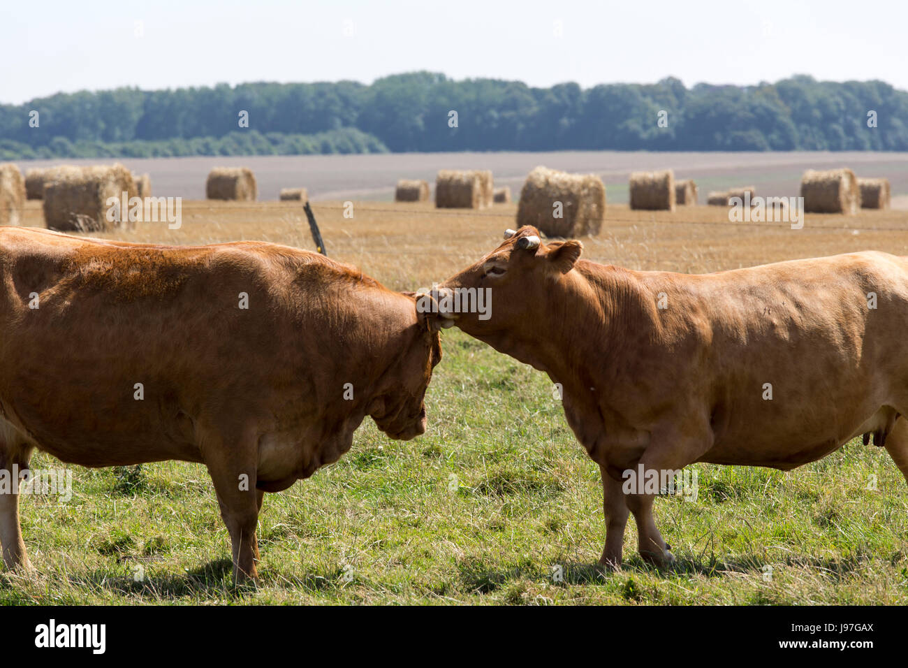 Kissing cows hi-res stock photography and images - Alamy