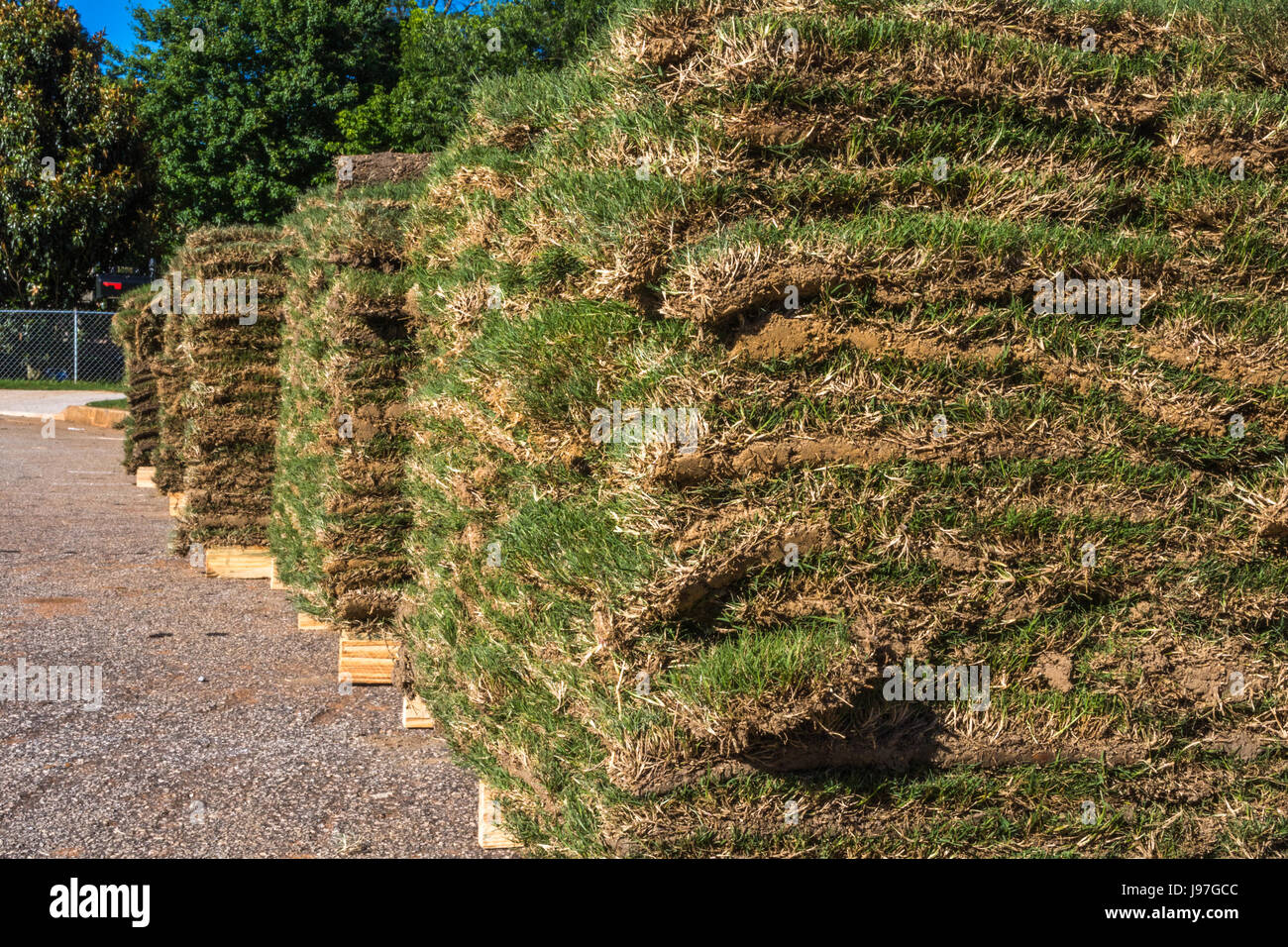 Horizontal closeup photo of green and brown sod on wooden pallets in ...