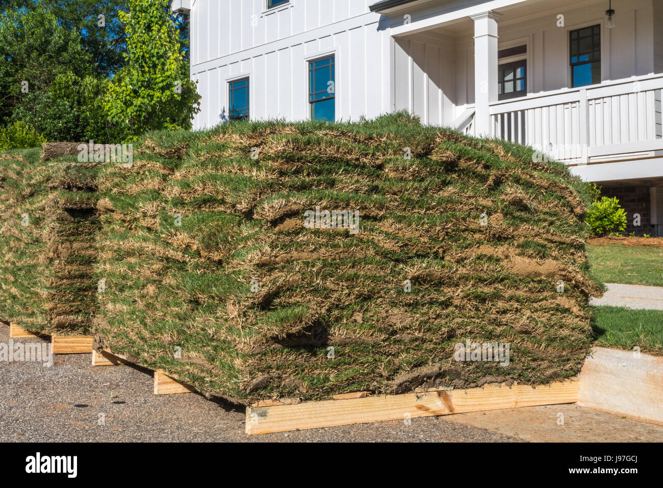 Horizontal closeup photo of green and brown sod on wooden pallets with ...
