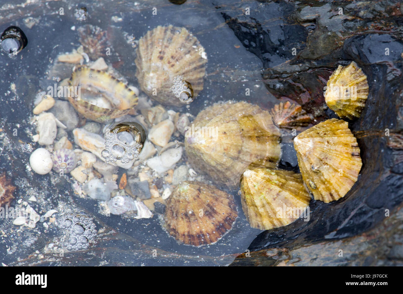 Tide pools on the beach are habitats of uniquely adaptable animals ...