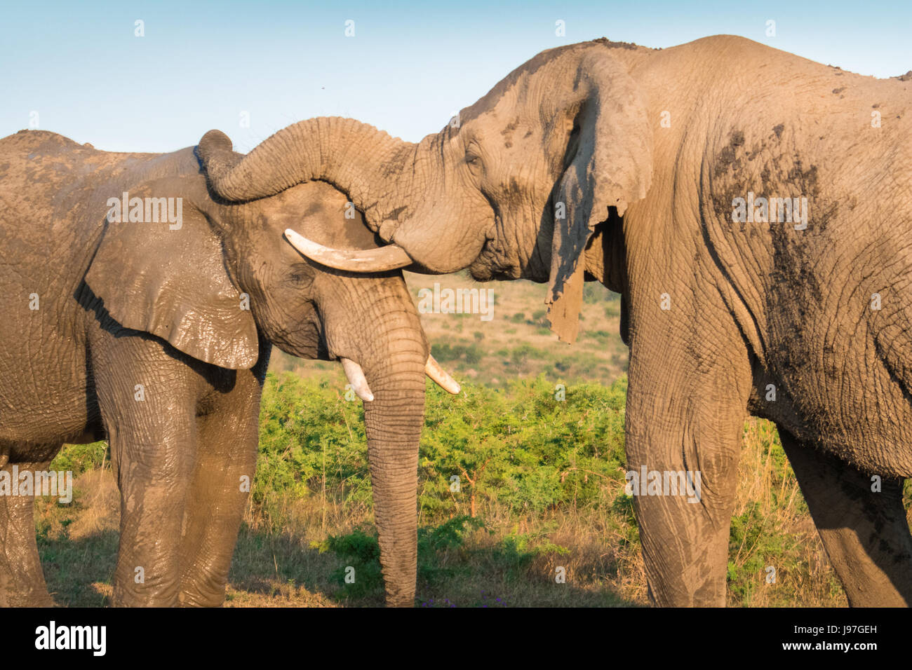 Two Wild Animals Communicating High Resolution Stock Photography and ...