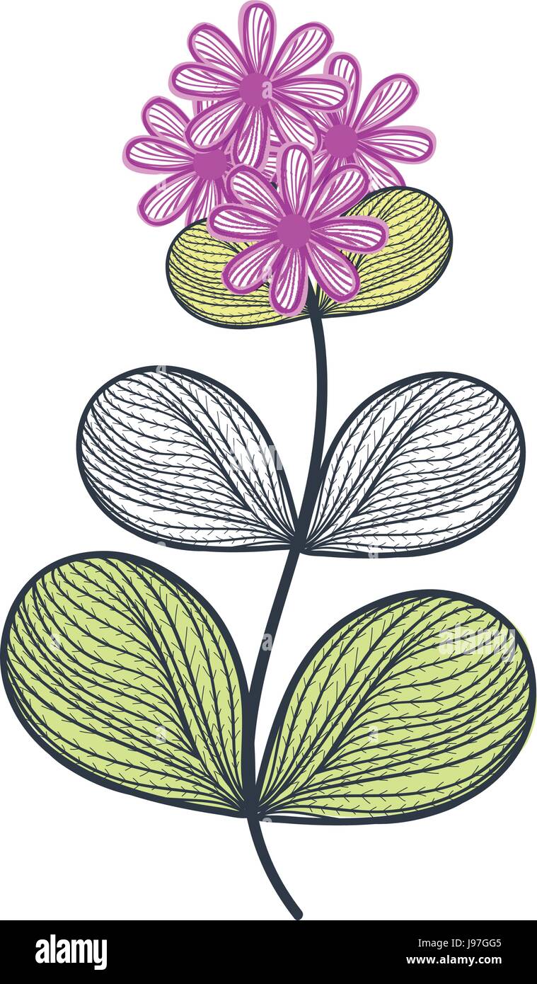 beautiful Flower decoration icon Stock Vector Image & Art - Alamy