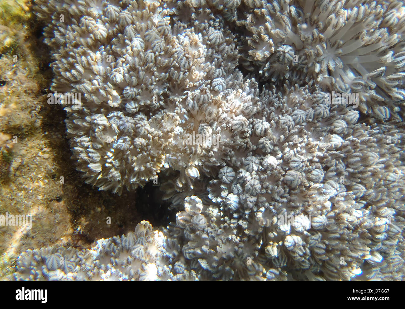 Pale pulse soft coral (Heteroxenia ghardaquensis Gohar) in the Red Sea ...