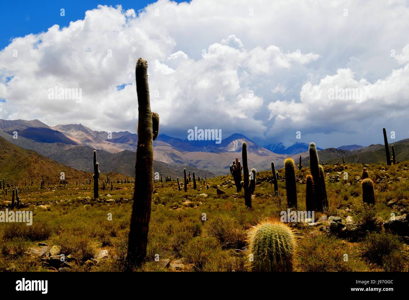 Beautiful cactus, guardians of the Argentine puna and of the Andes ...
