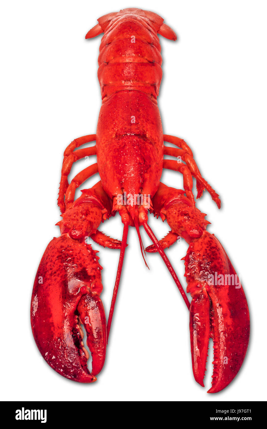 Bright red lobster, in full size, isolated against the white ...