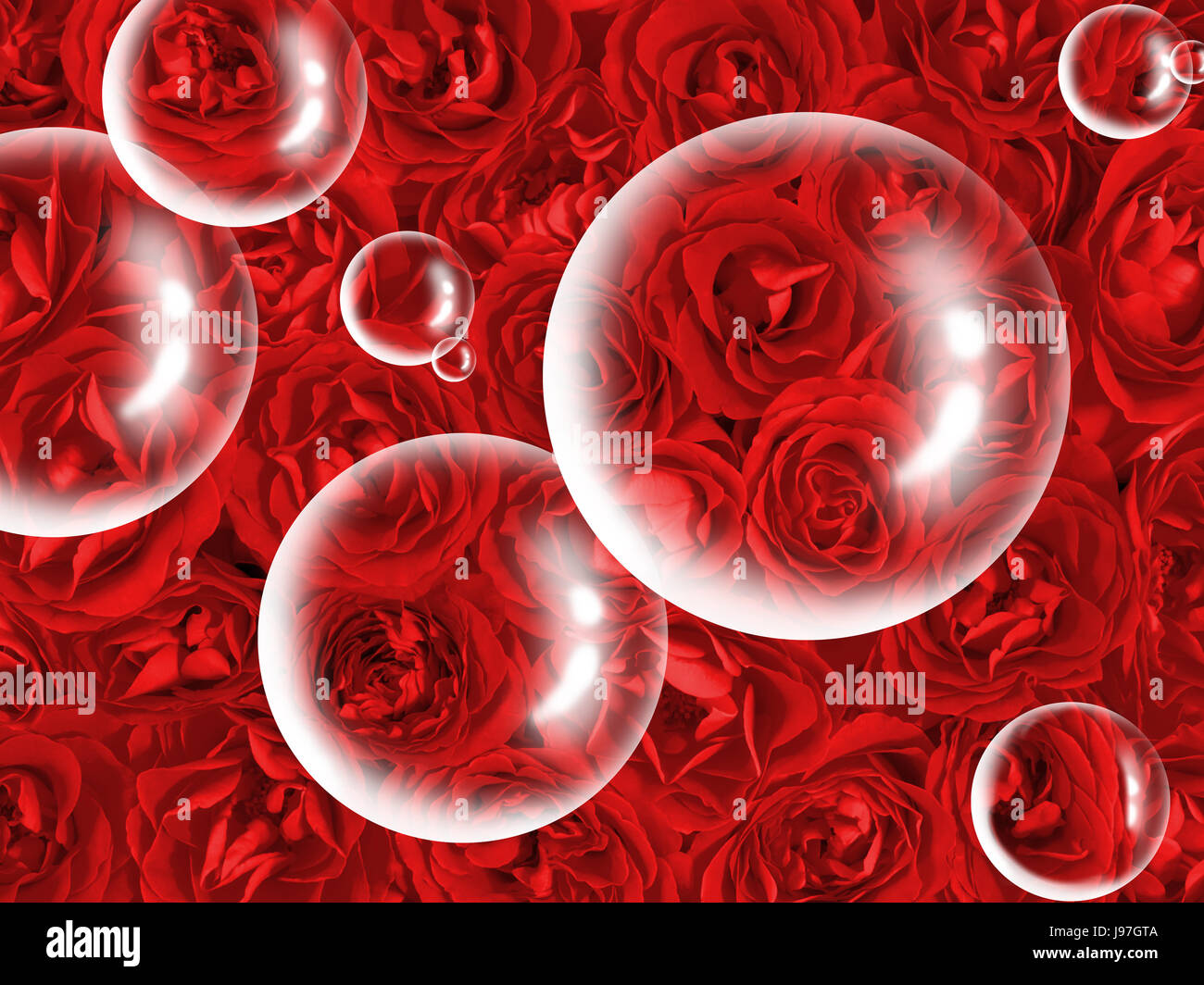 Natural vivid red roses background with clear bubbles, abstract ...