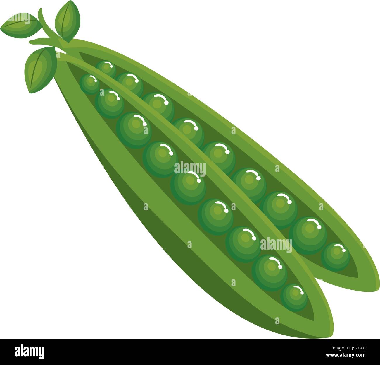 String bean plant Stock Vector Images - Alamy