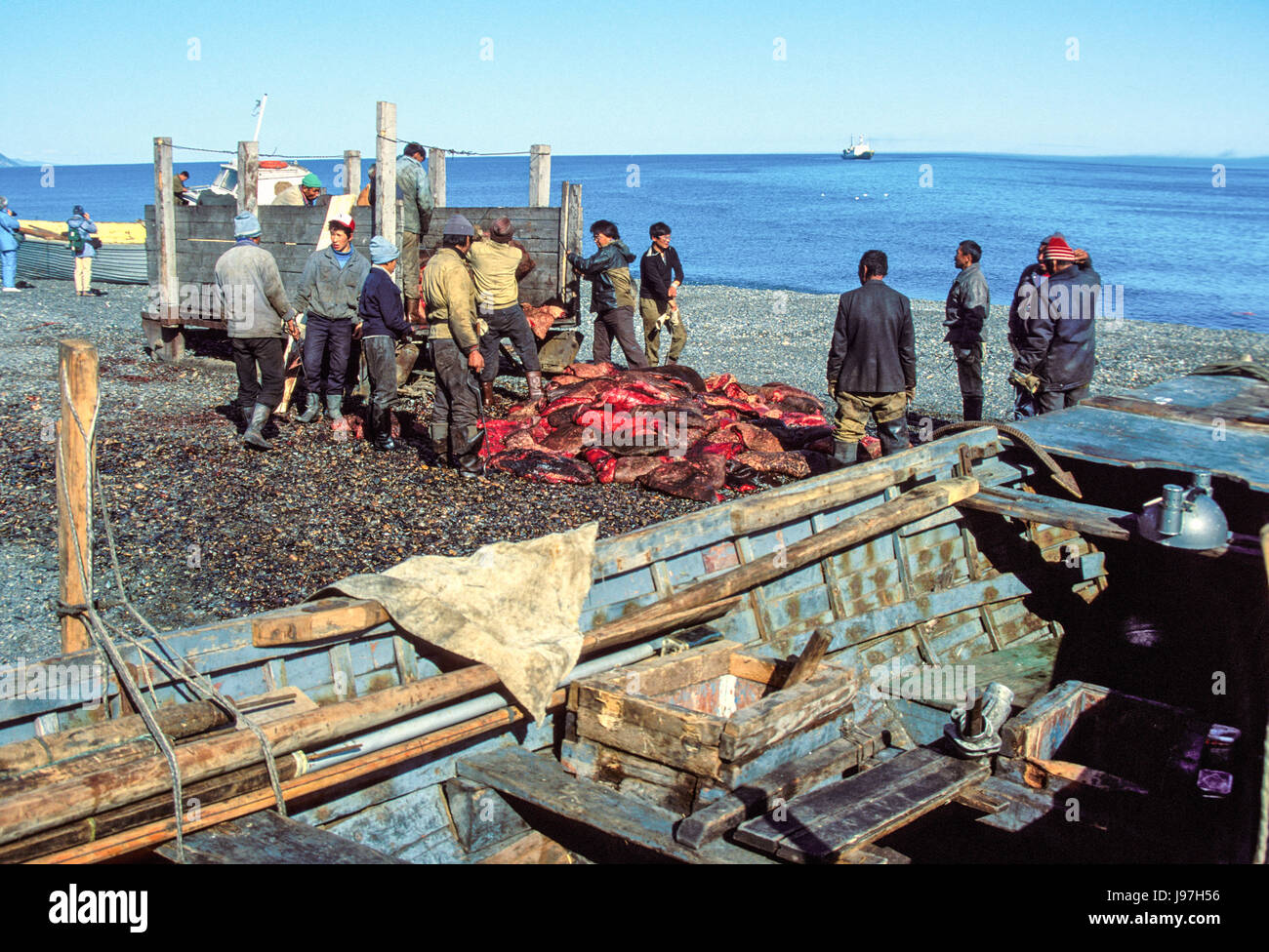 Unloading fresh walrus hides at the Yupik village of Uelen, Chukotka ...