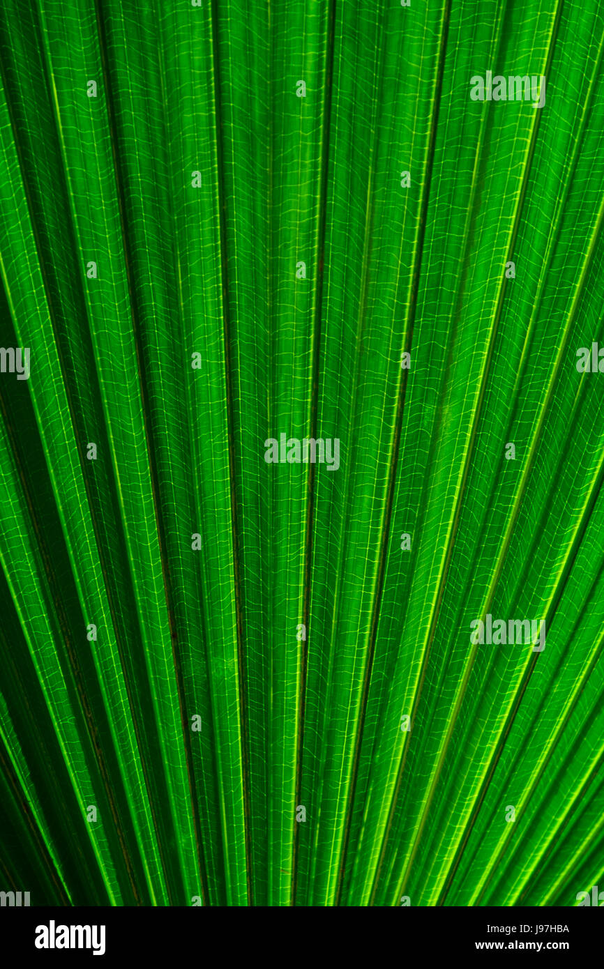 Up close palm leaf hi-res stock photography and images - Alamy