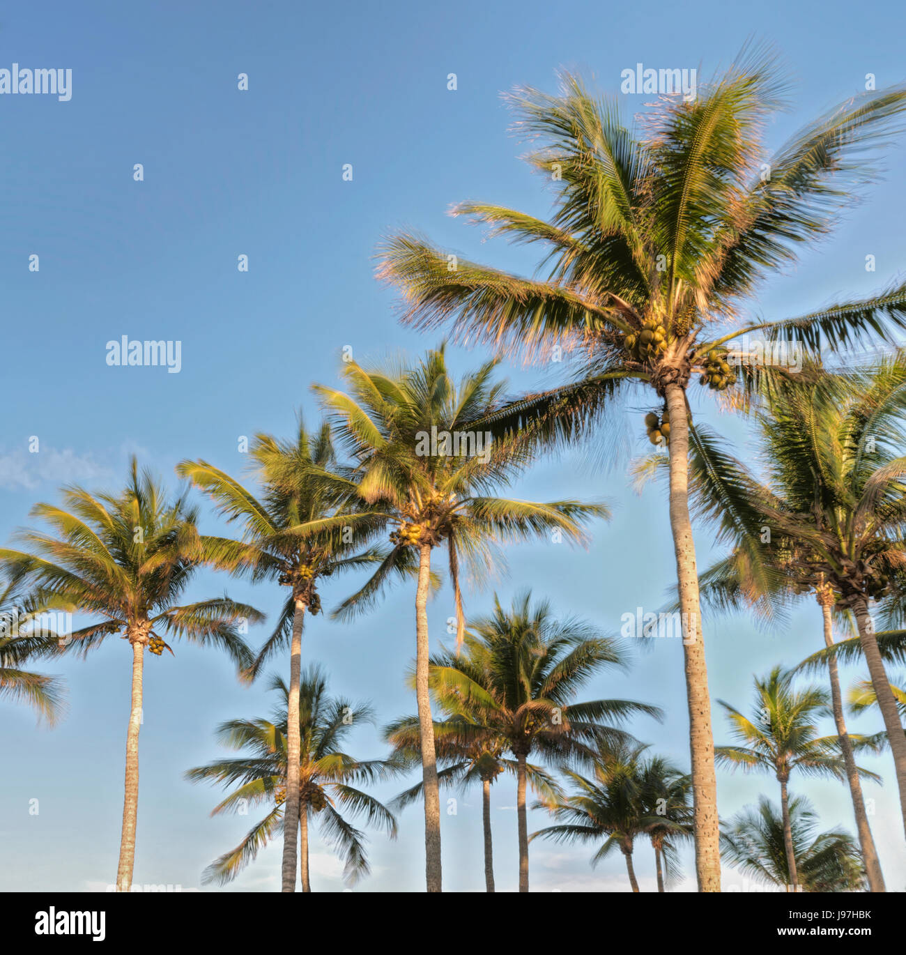 Low angle view of palm trees Stock Photo - Alamy