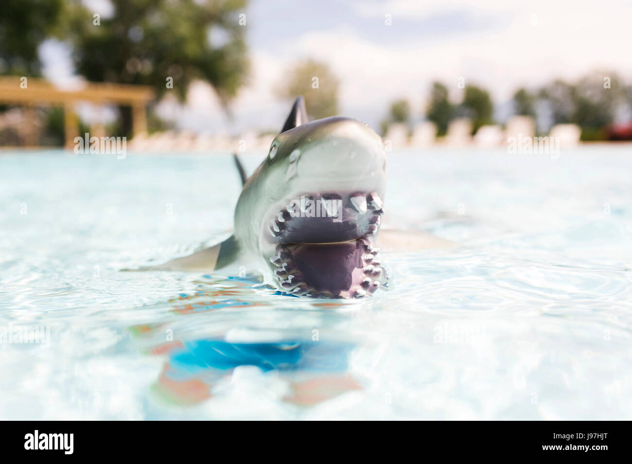 Shark in pool hi-res stock photography and images - Alamy