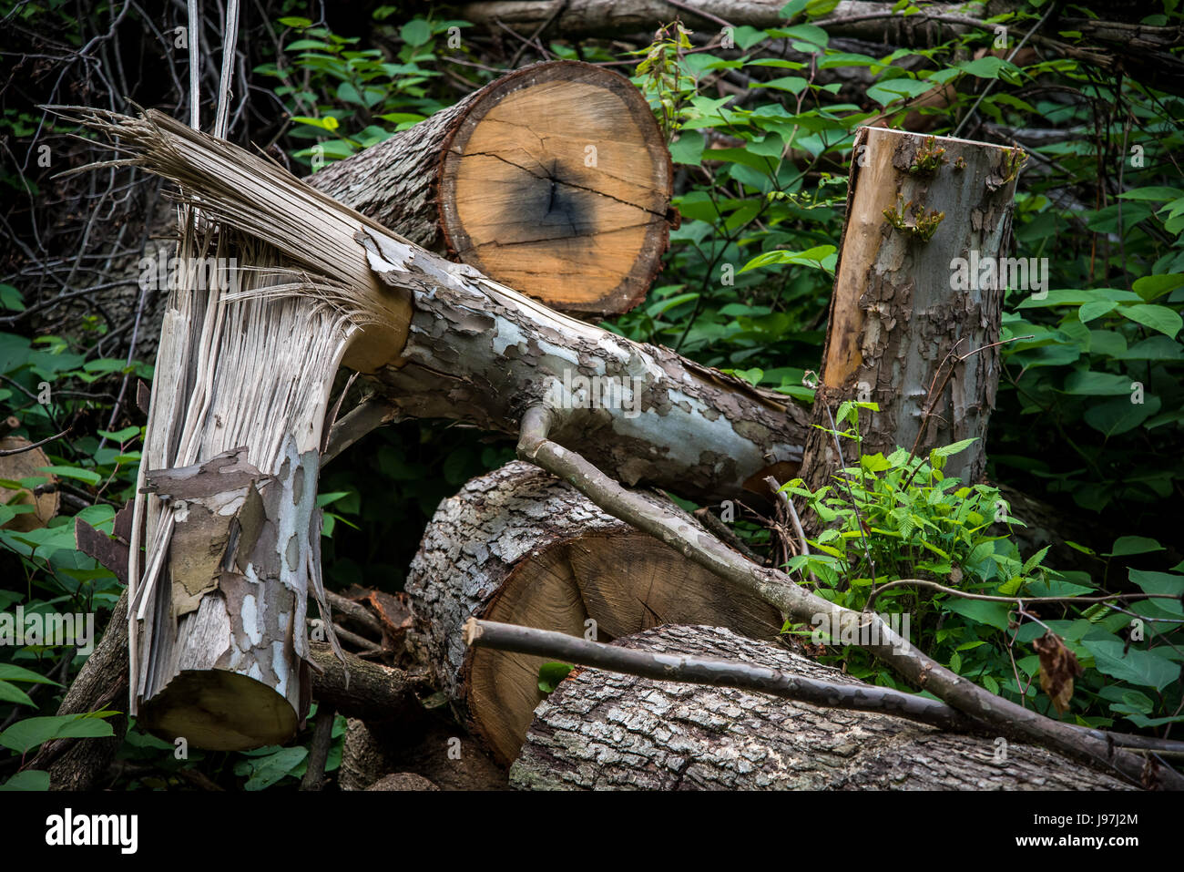 Broken Tree from Storm Stock Photo - Alamy