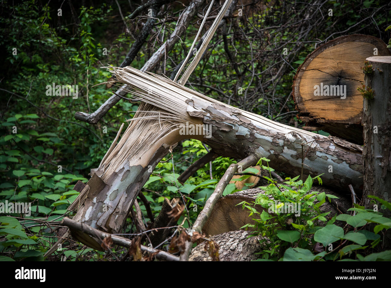Broken Tree from Storm Stock Photo - Alamy