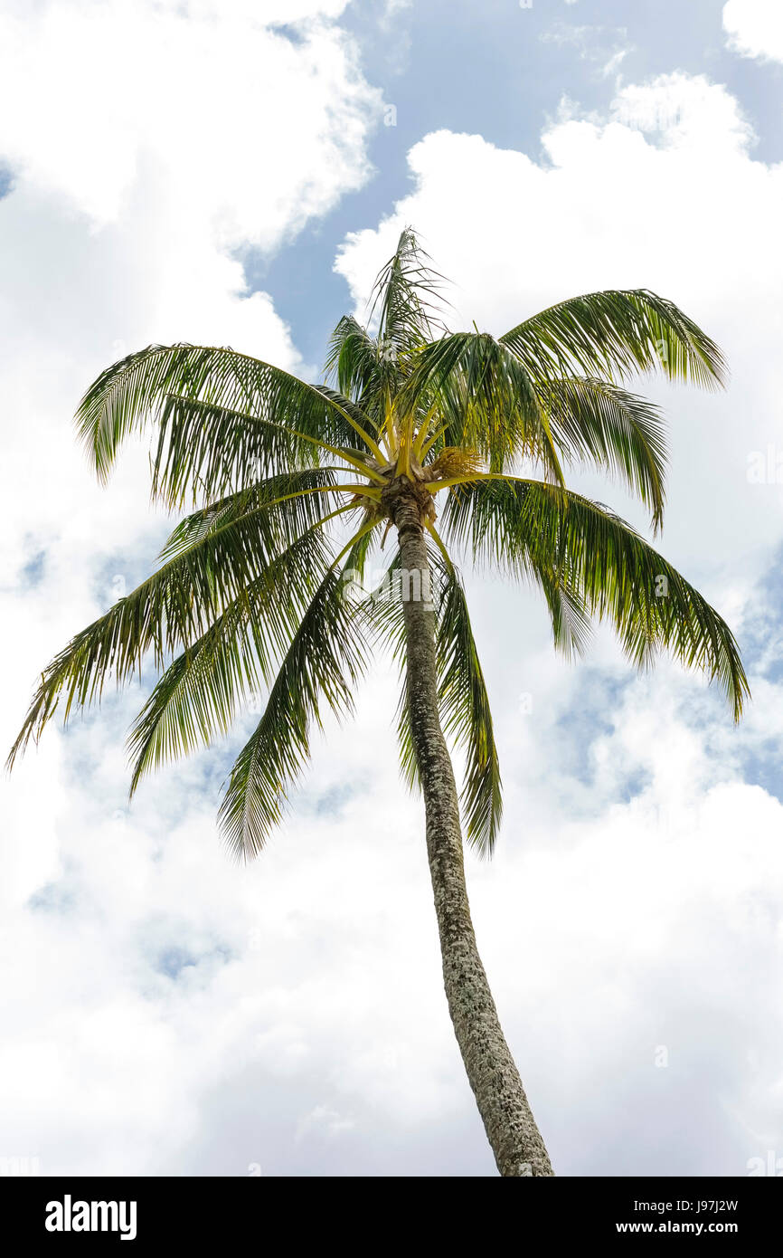 High palm tree Stock Photo - Alamy