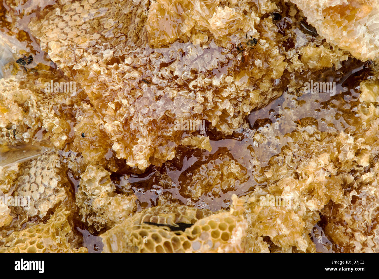 This a small honeycomb removed from the attic of a residential home in ...