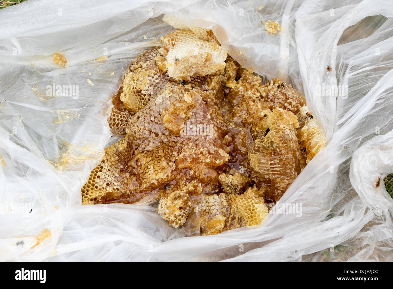 This a small honeycomb removed from the attic of a residential home in ...