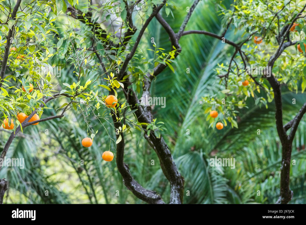 Close up of fruit tree Stock Photo - Alamy