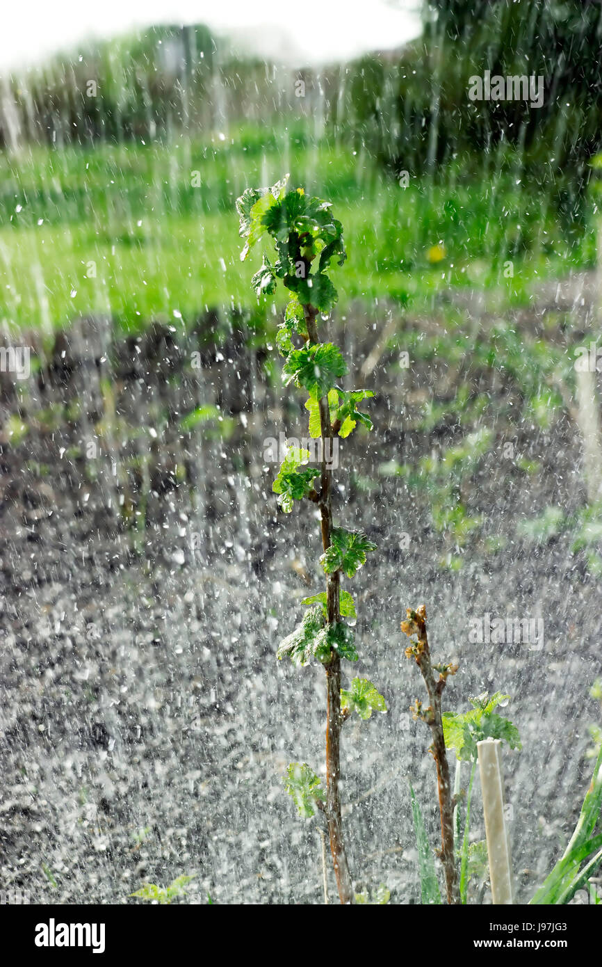 Blackcurrant stem being watered Stock Photo - Alamy