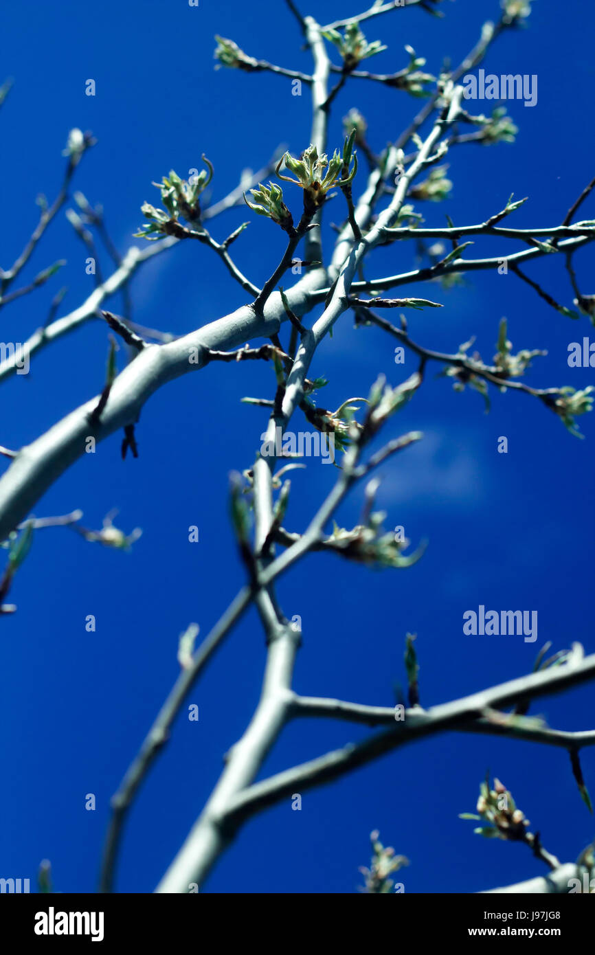 Upshot of a pear tree against blue sky Stock Photo - Alamy