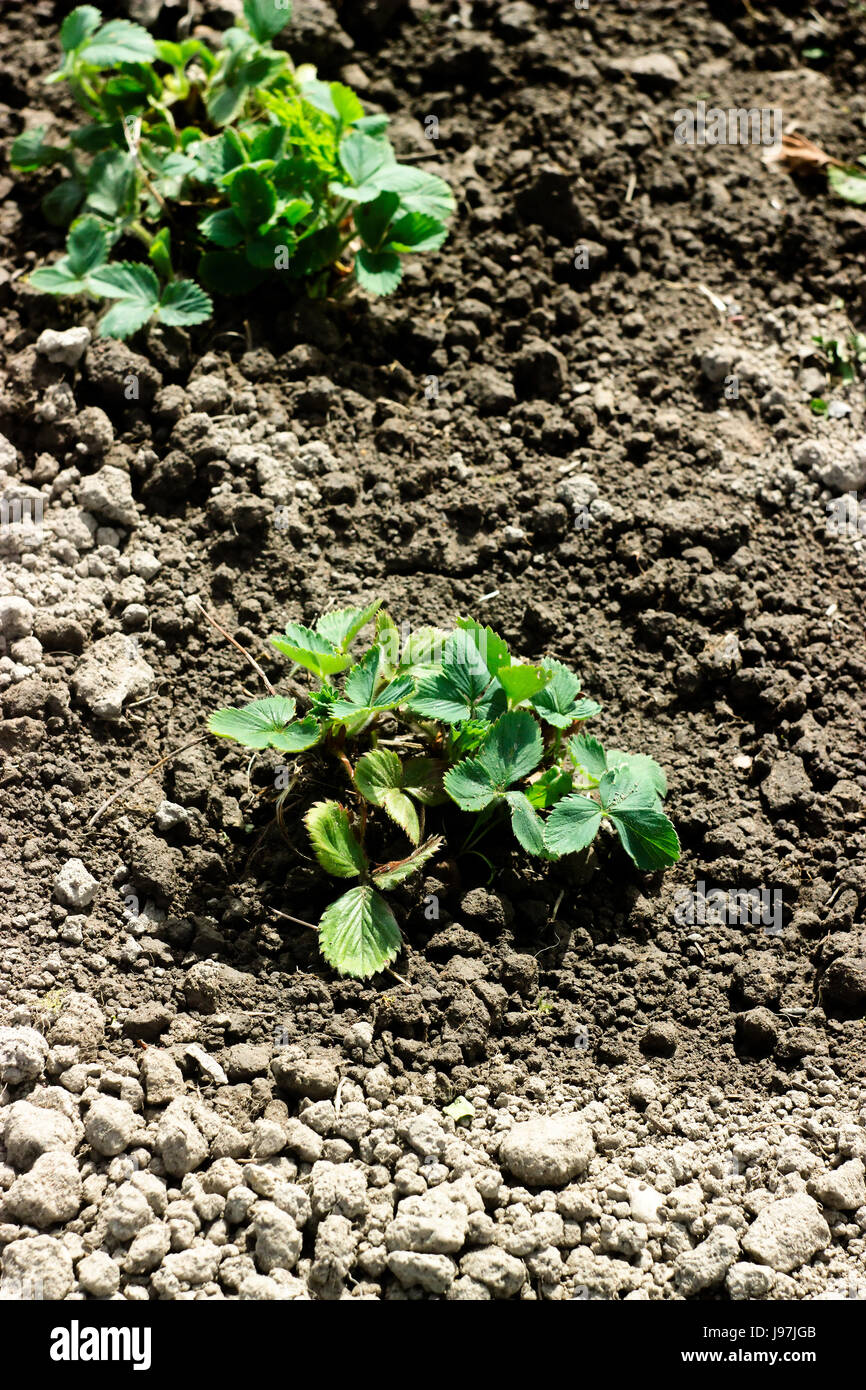 Baby strawberry plants hi-res stock photography and images - Alamy